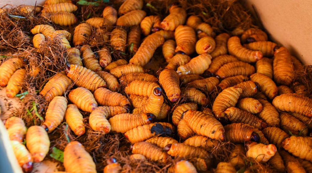 "LARVES DE PARLMIER" INSECTES SUCCULENTS ET RICHES EN VALEURS ...
